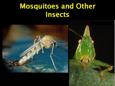 PPT – Mosquitoes and Other Insects PowerPoint presentation | free to ...