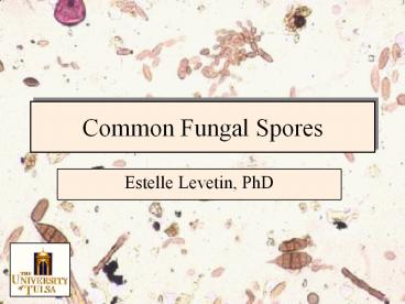 PPT – Common%20Fungal%20Spores PowerPoint presentation | free to ...