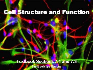 Cell Structure and Function presentation | free to view