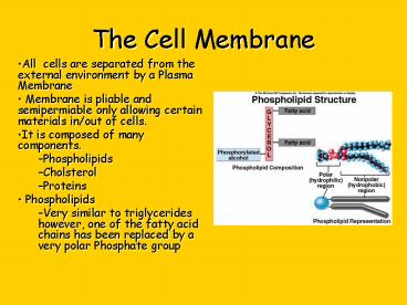 PPT – The Cell Membrane PowerPoint presentation | free to download - id ...