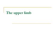 PPT – ANATOMY OF THE UPPER LIMB PowerPoint presentation | free to view ...