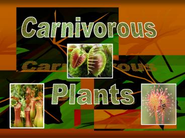 PPT – Carnivorous PowerPoint presentation | free to download - id ...