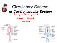 PPT – Circulatory System PowerPoint presentation | free to view - id ...