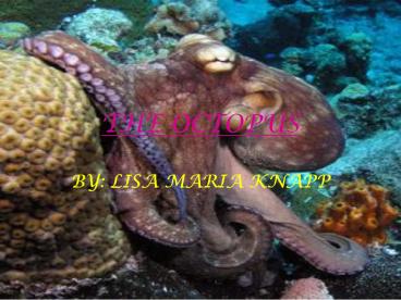 THE OCTOPUS presentation | free to download