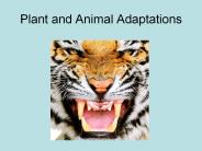PPT – Animal Adaptations PowerPoint presentation | free to view - id ...