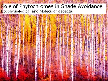 Shade avoidance syndrome presentation | free to view