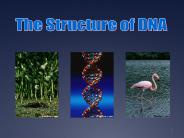 PPT – DNA STRUCTURE PowerPoint presentation | free to download - id ...