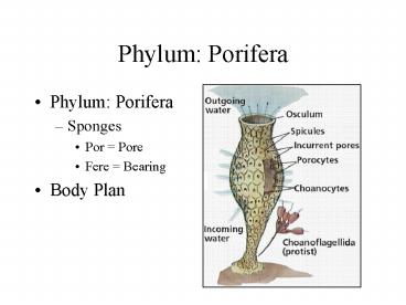 Phylum: Porifera presentation | free to view