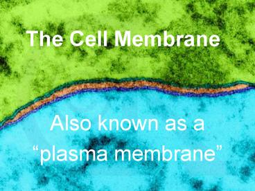 PPT – The Cell Membrane PowerPoint presentation | free to download - id ...