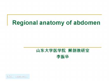 Regional anatomy of abdomen presentation | free to view
