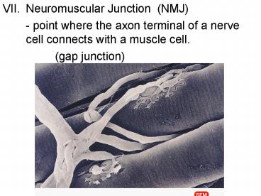 Neuromuscular Junction (NMJ) presentation | free to view