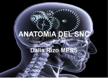 ANATOMIA DEL SNC presentation | free to download