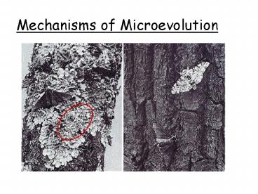 Mechanisms of Microevolution presentation | free to view