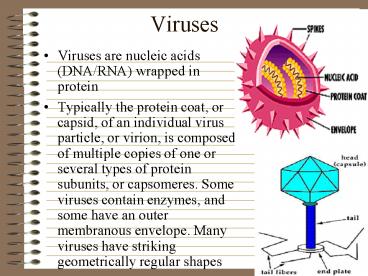 PPT – Viruses PowerPoint presentation | free to download - id: 46f8ec-MDM5Y