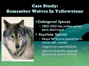 Case Study: Remember Wolves In Yellowstone presentation | free to view