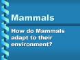 PPT – Mammals PowerPoint presentation | free to view - id: 6392e-YWMwY