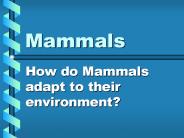 PPT – Mammals PowerPoint presentation | free to view - id: 6392e-YWMwY