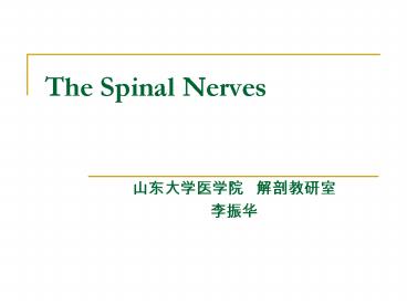 PPT – The Spinal Nerves PowerPoint presentation | free to view - id ...