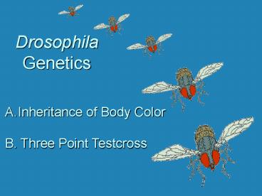 Drosophila Genetics presentation | free to view
