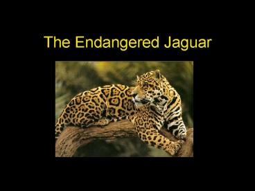 PPT – The Endangered Jaguar PowerPoint presentation | free to view - id: 498499-MGI5Z