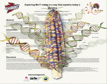 PPT – Exploring Mo17 maize in a way that explains today PowerPoint ...