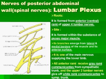 Nerves of posterior abdominal wall(spinal nerves): Lumbar Plexus presentation | free to view