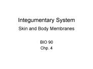 PPT – The Anatomy of the Integumentary System-Skin PowerPoint ...