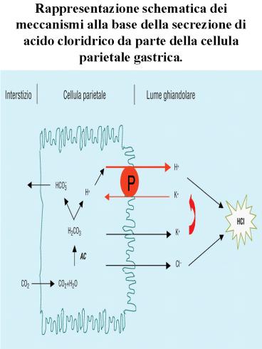 Rappresentazione schematica dei meccanismi alla base della secrezione ...