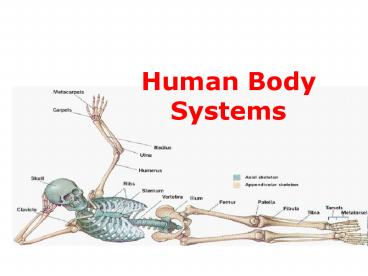 Human Body Systems presentation | free to download