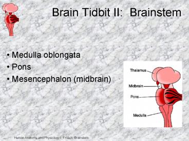 Brain Tidbit II: Brainstem presentation | free to download