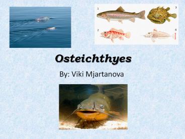Osteichthyes presentation | free to download