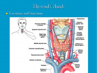 Thyroid Gland: presentation | free to download