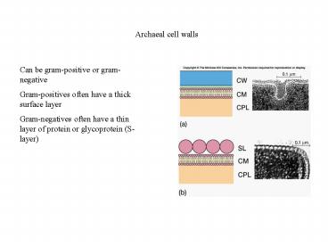PPT – Archaeal cell walls PowerPoint presentation | free to view - id ...