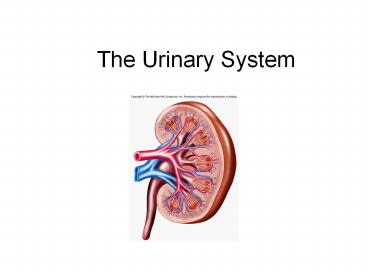 The Urinary System presentation | free to view