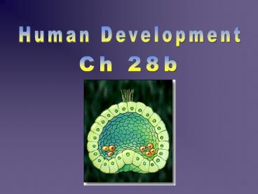 PPT – Human Development PowerPoint presentation | free to view - id ...