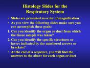 PPT – The Respiratory System PowerPoint presentation | free to download ...