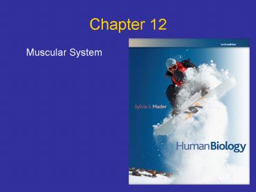 Muscular System presentation | free to view