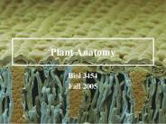 PPT – Plant Anatomy PowerPoint presentation | free to download - id ...
