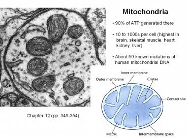 Mitochondria presentation | free to download