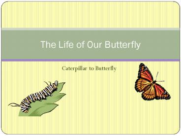 Caterpillar to Butterfly presentation | free to view