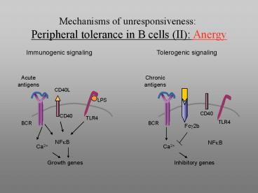 PPT – Mechanisms of unresponsiveness: Peripheral tolerance in B cells ...