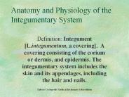 PPT – The Anatomy of the Integumentary System-Skin PowerPoint ...