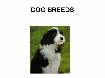 PPT – DOG BREEDS PowerPoint presentation | free to view - id: 5571e7-NzI2N
