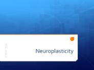 PPT – Neuroplasticity PowerPoint presentation | free to view - id ...