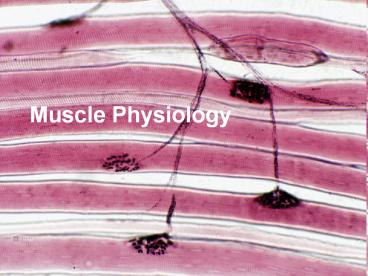 Muscle Physiology presentation | free to download
