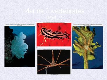 Marine Invertebrates presentation | free to view