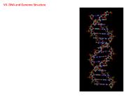 PPT – DNA structure, RNA structure PowerPoint presentation | free to ...