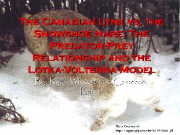 The Canadian Lynx vs. the Snowshoe Hare: The Predator-Prey Relationship ...