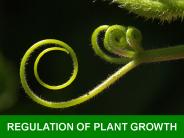 PPT – Plant Growth Requirements PowerPoint presentation | free to view ...