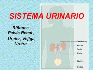 SISTEMA URINARIO presentation | free to download